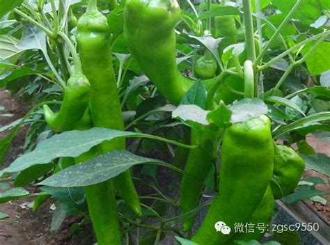 秋延后辣椒病虫害综合防治 中国蔬菜 新农资360网土壤改良果树种植蔬菜种植种植示范田品牌展播农资微专栏