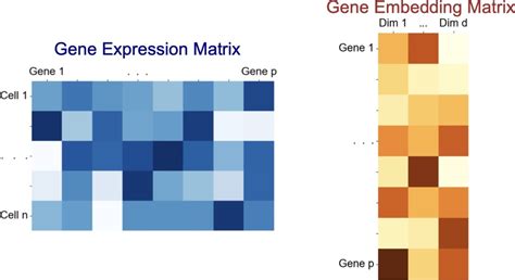 Cell To Cell Distance That Combines Gene Expression And Gene Embeddings Computational And