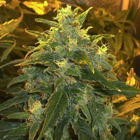 Polinización Del Cannabis