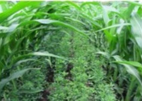 Interseeding Alfalfa Into Corn Silage Dairy Herd