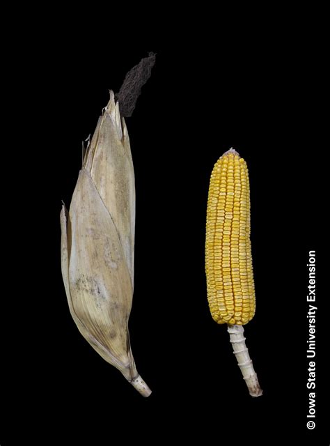 Corn Growth Stages Integrated Crop Management