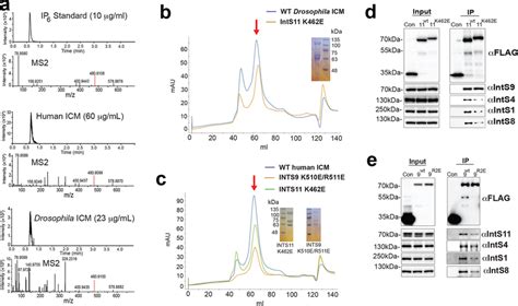 Mutations in the IP6-binding site do not completely abolish Integrator ...