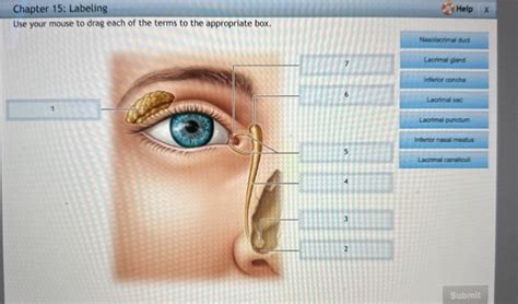 Solved Use Your Mouse To Drag Each Of The Terms To The Chegg