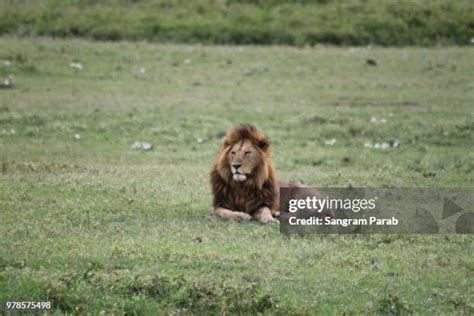 Grass Alpha Photos And Premium High Res Pictures Getty Images