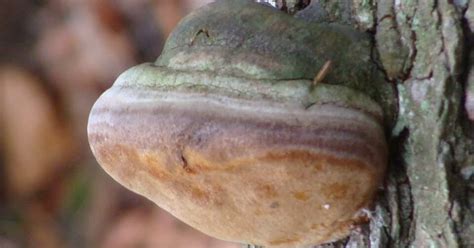 Mushrooms From Romania Phellinus Hartigii