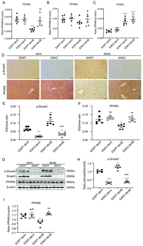 smad3 deficiency restores pparδ expression in liver tissues of db db
