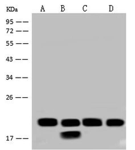 Ndufb7 Polyclonal Antibody Pa5 112325