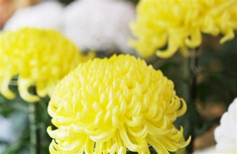 Flowerplant