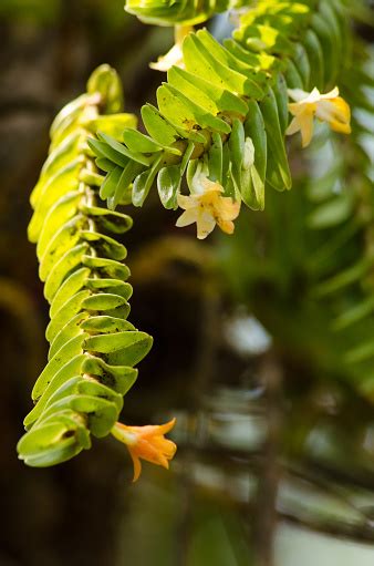 덴드로븀 Ellipsophyllum 것이 아름다운 꽃 및 재장착했는지 인명별 Ye 0명에 대한 스톡 사진 및 기타 이미지 0