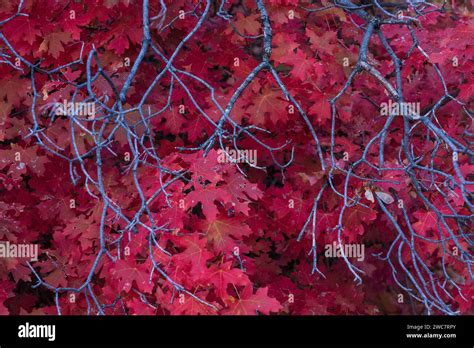 Ruby Red Bigtooth Maple Glows During Autumn In Zion National Park Utah Stock Photo Alamy
