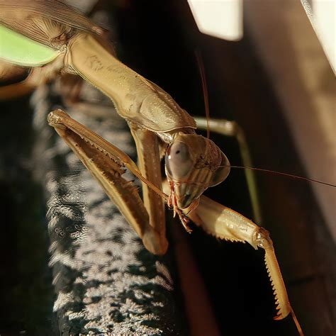 Monster Praying Mantis Photograph By Daniel Beard Pixels