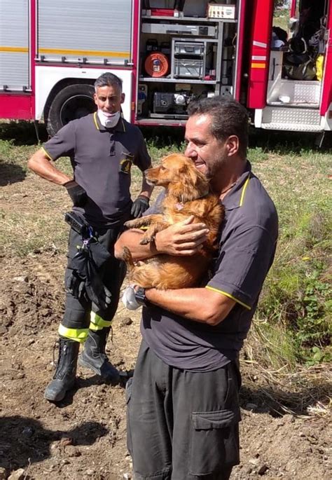 Cane Si Infila In Un Tubo Liberato Dai Pompieri Il Tirreno