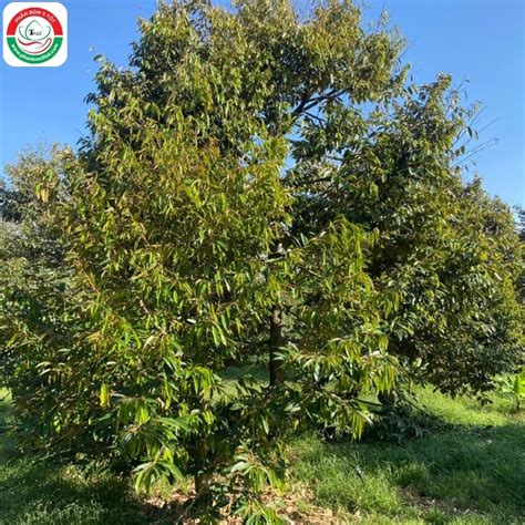 PhƯƠng PhÁp RỬa VƯỜn SẦu RiÊng HiỆu QuẢ Sau Thu HoẠch Phân Bón 3totvn