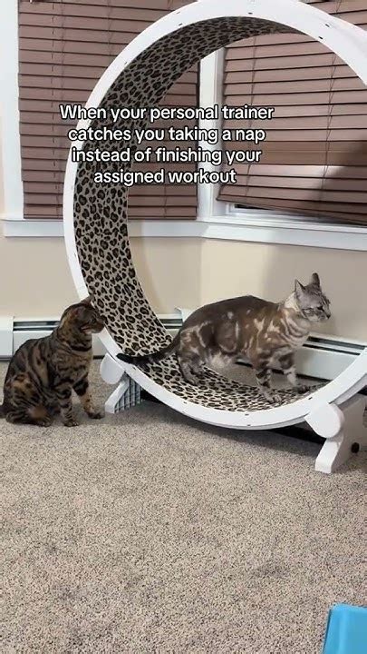 Assessment Failed 😪 😔 😞 Viral Smartcat Funny Shorts Tiktok Youtube