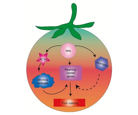 Genome Wide Identification Of Long Non Coding Rna Targets Of The Tomato