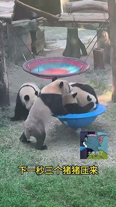 珍珍：感觉有时候挺突然的，又被三只熊猫压身上了！ Panda 大熊貓 Youtube