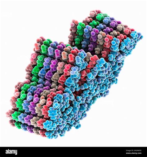 Al Amyloid Fibril From A Lambda Light Chain Molecular Model Image Shows An Amyloid Fibril