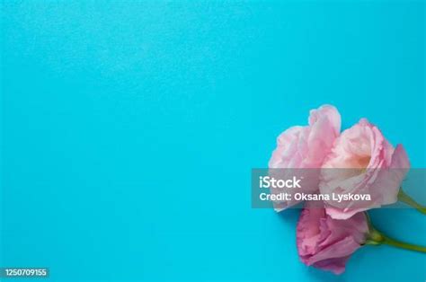 緑の葉で満開の美しいピンクと白のエウストマの花青い背景に花束 お祝いのストックフォトや画像を多数ご用意 お祝い まぶしい トルコ
