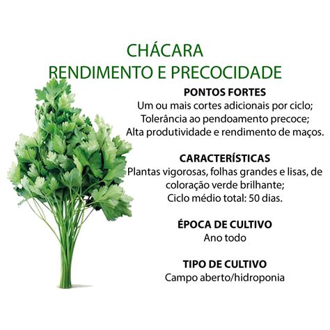 semente de salsa chácara sakata embalagem com 500 gramas agromaxx