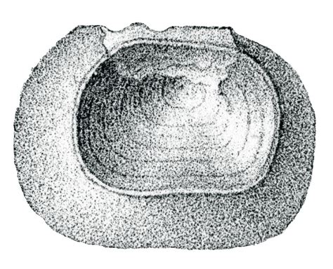 Louisville Fossils And Beyond Crania Recta Brachiopod Fossil