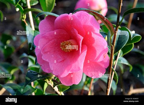 Camellia Reticulata X Saluensis Inspiration Stock Photo Alamy
