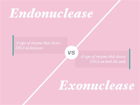 Endonuclease Vs Exonuclease 10 Common Differences Genetic Education