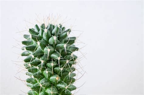 Succulents 또는 선반에 흰색 배경 위에 콘크리트 냄비에 선인장 나무에 대한 스톡 사진 및 기타 이미지 나무 동기