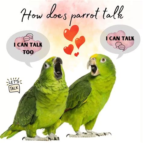 Best 12 How Does Parrot Talk How To Teach A Parrot To Talk Artofit