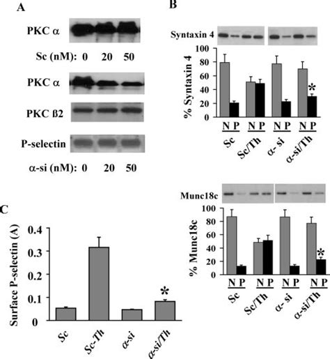 Requirement For The Pkc Isoform In Signaling Thrombin Induced Syntaxin