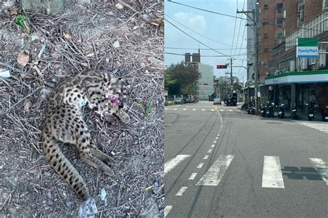 石虎遭路殺！花壇東外環道一隻石虎遭爆頭路殺 觀傳媒