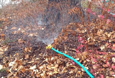 Winter Tree Watering Tips Arbor Tree Service