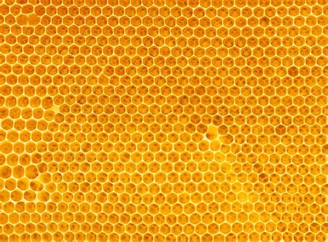 Pollen Detective Counterfeit Honey Testing Kit Inhabitat Green