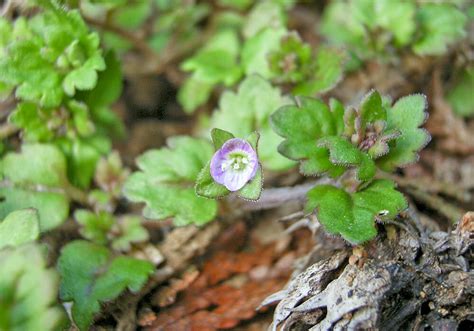 イヌノフグリの育て方や名前など植物の特徴をわかりやすく解説