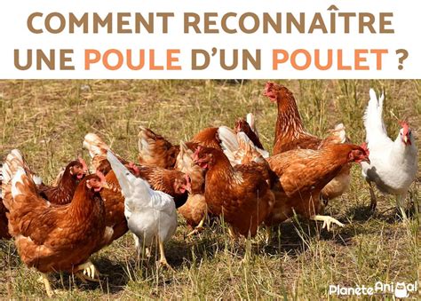 Comment reconnaître une poule et un poulet Tout savoir