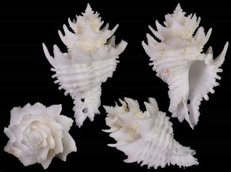 Babelomurex Japonicus 3599138