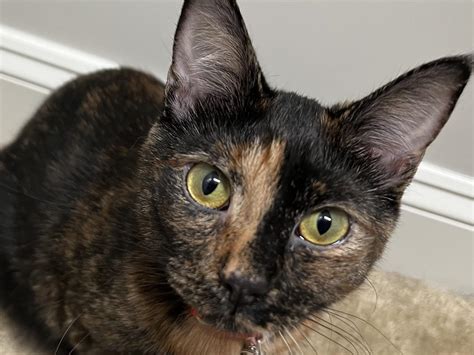 Kiki The Most Chatty Kitty Ever Rtorties