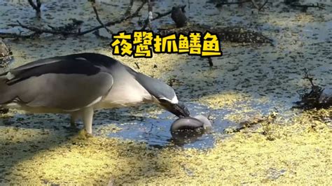 夜鹭抓到了一条大鳝鱼，还吞下去了｜纪录片腾讯新闻