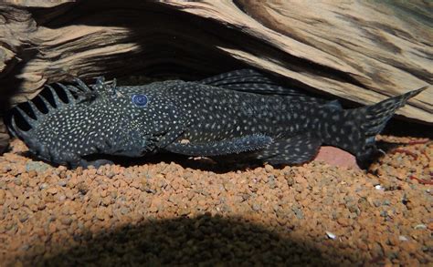 Criação do peixe Cascudo de nariz eriçado em aquário licença para criação alimentação aquário