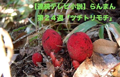 【連続テレビ小説】らんまん 第24週「ツチトリモチ」