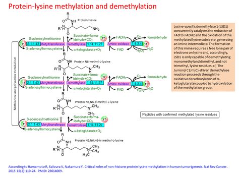 Lysine Methylation