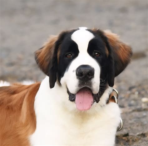 Robbie Small Pendleton