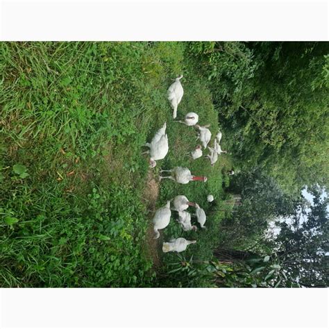 Продам индюков биг6 купить индюков биг6 Хмельницкая обл — Agro Ukraine