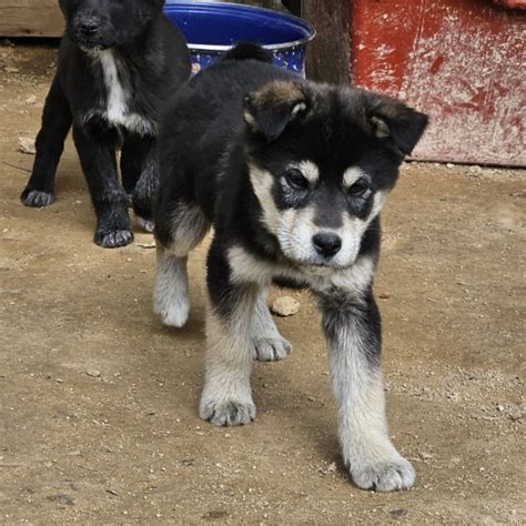귀여운 60일 미만 믹스견 3마리 입양 기다려요 위애니야