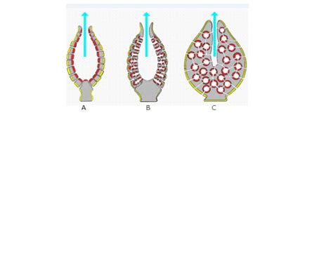 Sponge Body Forms Quiz