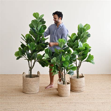 Ficus Plant Tree Faux Island Living
