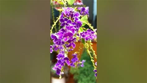 등나무꽃 사랑에 취하다꽃말힐링행복슈키의공방💕 Youtube