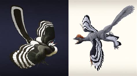 Living Fossils The Connection Between Birds And Dinosaurs Britannica