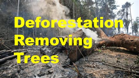 Ecosystems Invasive Species Good Vs Bad Presentations — Gachuzee