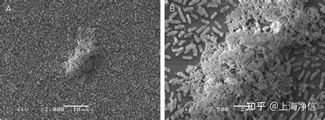 可视化的细菌生物膜和扫描电镜sem样品制作实验步骤 知乎