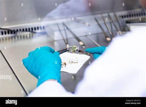 Plant Tissue Culture For Agricultural Research Stem Cell Regeneration